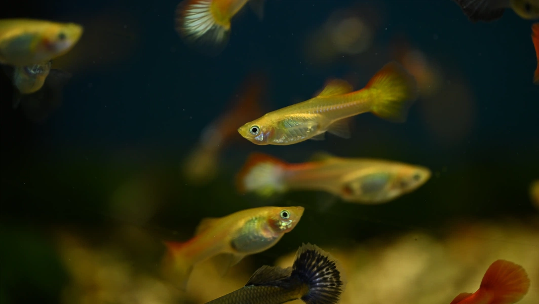 9 colorful and hardy freshwater aquarium fish