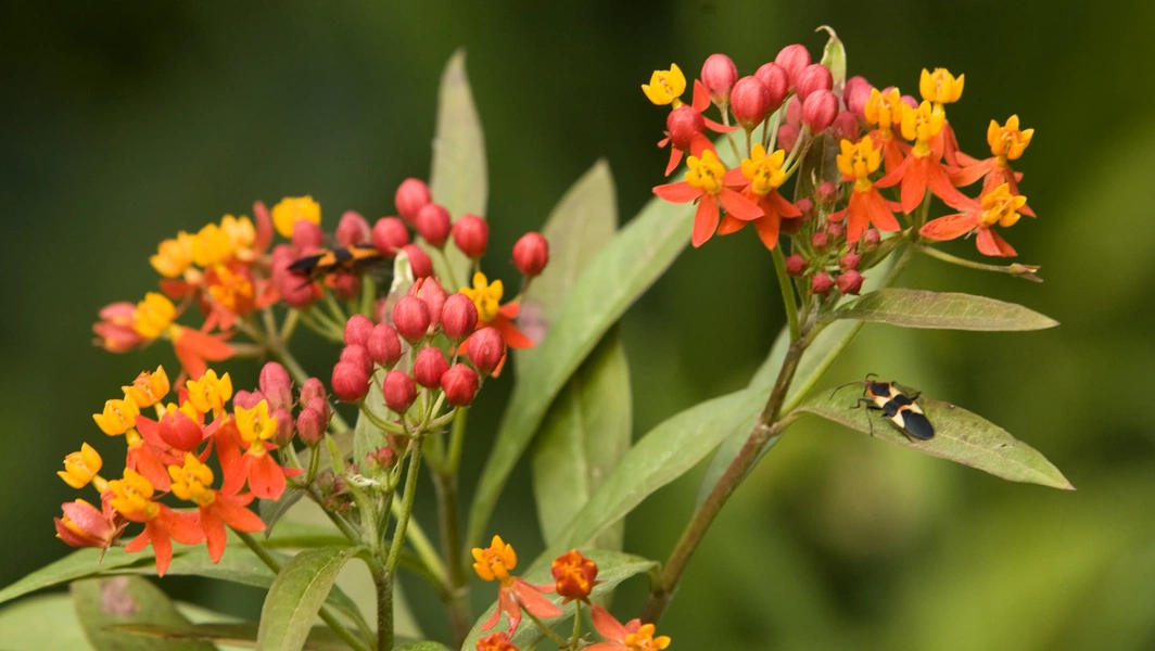 Hardy perennials that attract pollinators