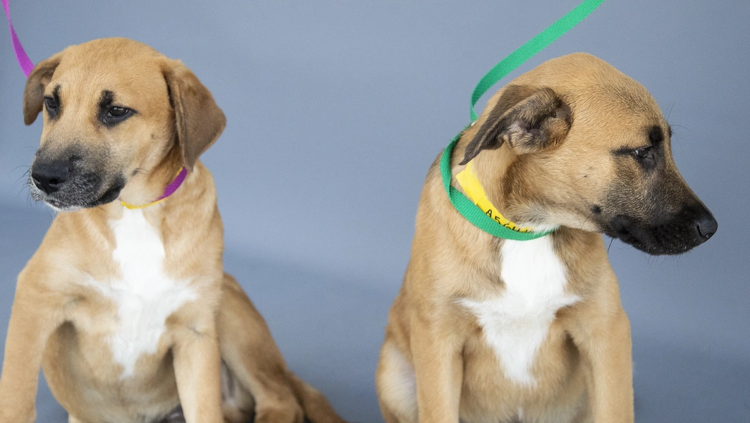 Warrick Humane Society's community engagement efforts