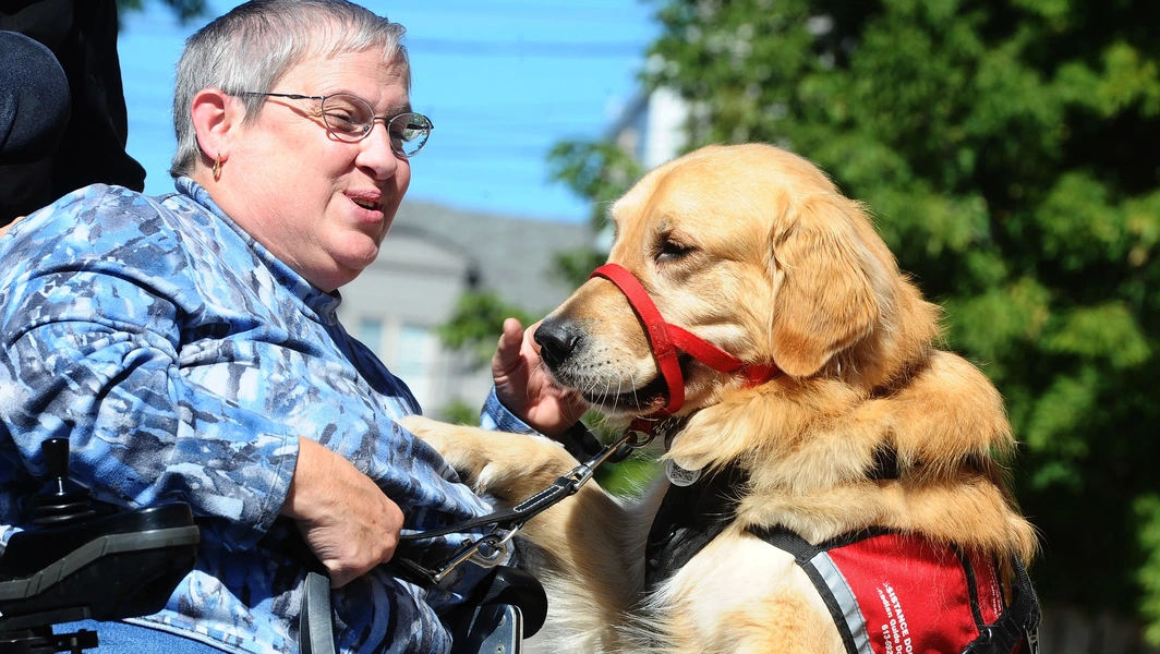 Understanding service dogs and their essential traits