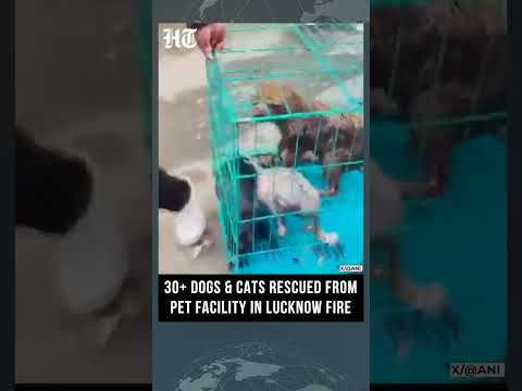 Lucknow fire: Over 30 dogs, cats rescued from pet facility amid Aliganj ...