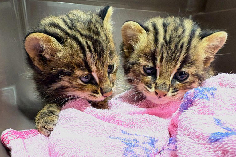 Easy Japanese news in translation: 2 Tsushima leopard cat babies ...