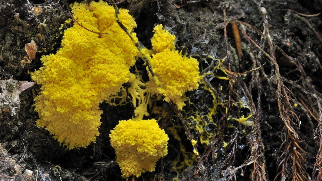 Causes and control of yellow growth in potting soil