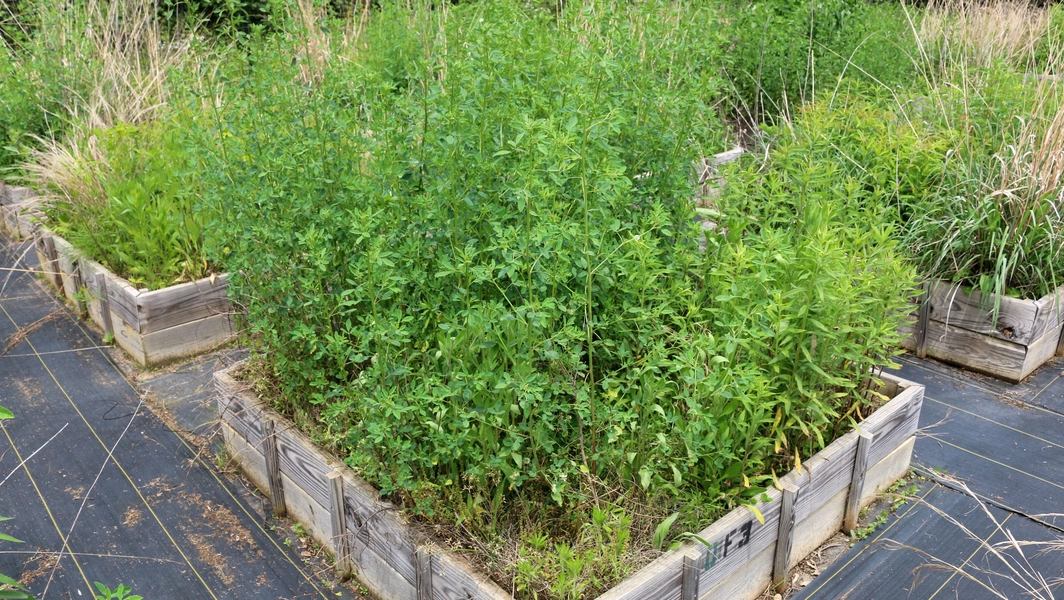 Bring your garden back to life with natives