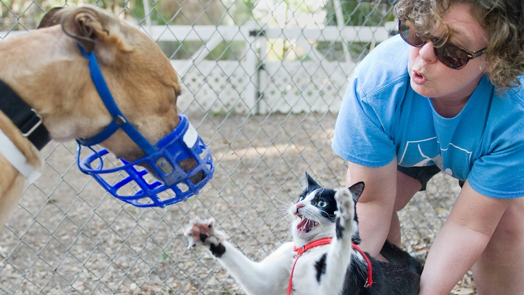 How Mustache the cat helps senior dogs find homes