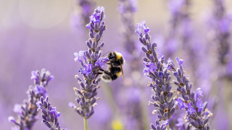 7 unexpected pollinators that are quietly improving our yards – and how ...