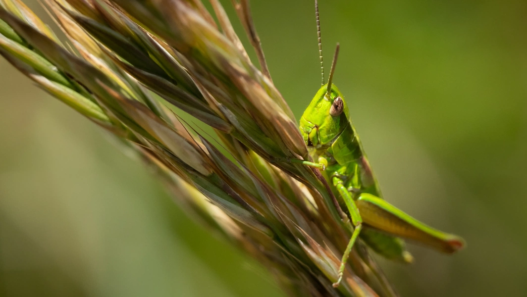 5 tiny organisms with outsized ecological roles