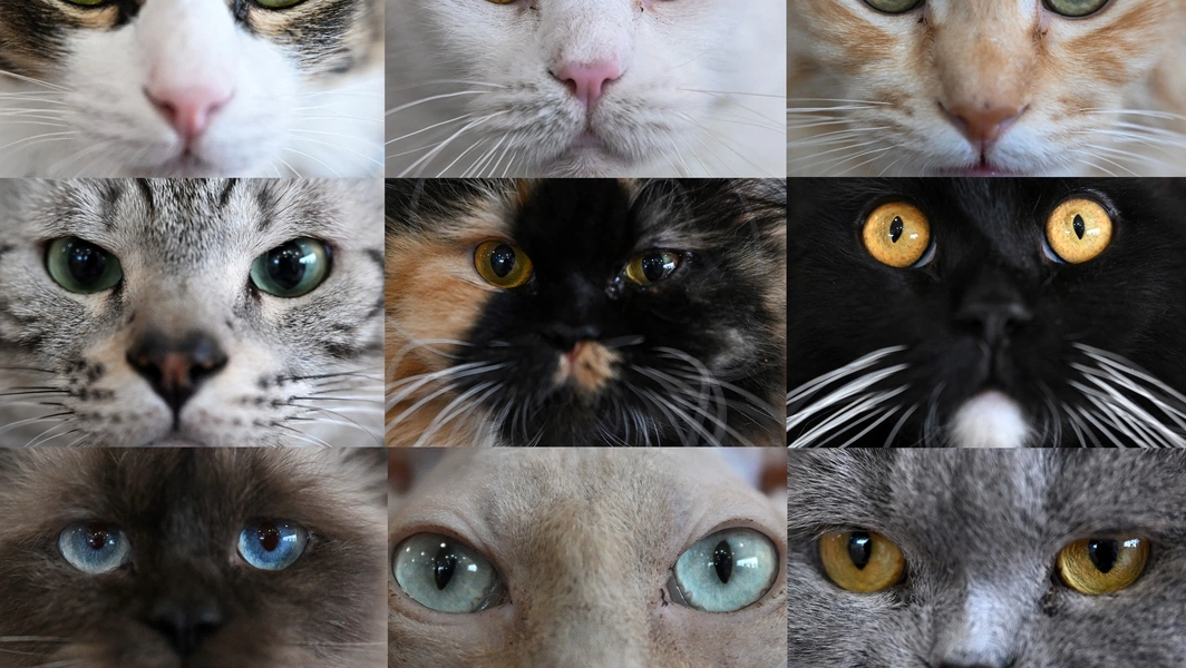 How cats recognize and respond to their names