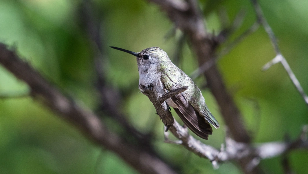 How to identify and attract Anna’s hummingbirds