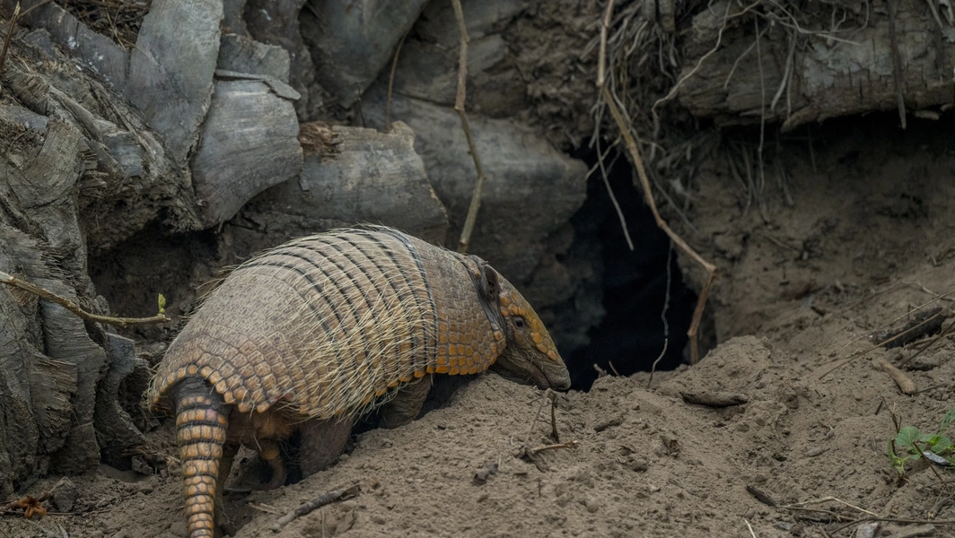 Identifying and managing armadillo damage