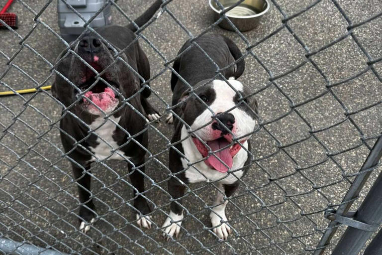 2 dogs found abandoned at Connecticut truck stop on I-84, officials say