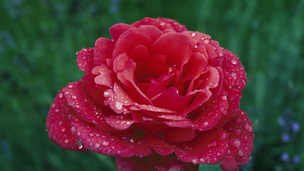 20 beautiful flower names for dogs
