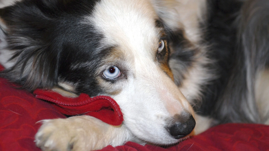 Understanding dog coat colors and patterns
