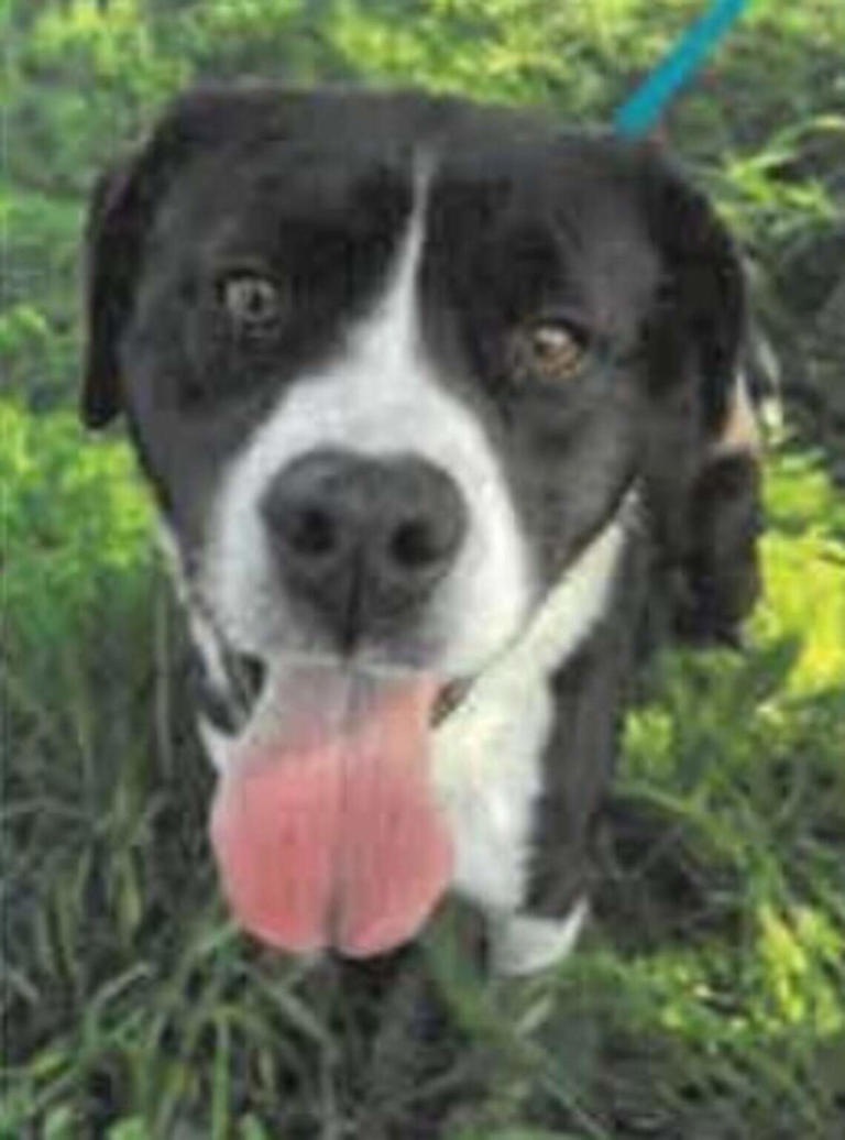 Packed crowd begs Pasco to save 2 troubled shelter dogs from euthanasia