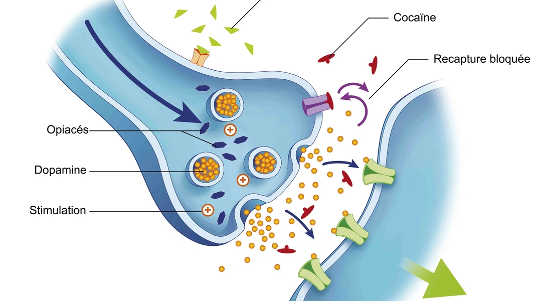 How dopamine and stress shape sexual motivation