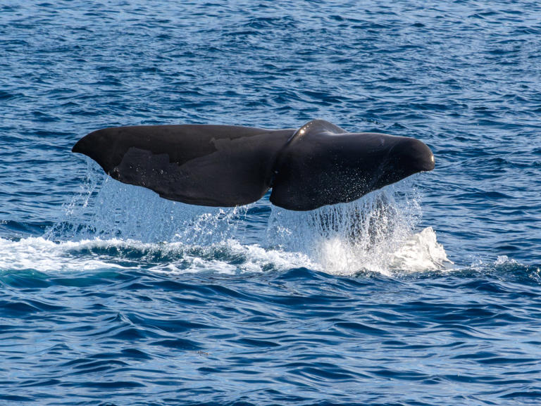 See it: Sperm whale caught on camera in rare encounter off southern ...