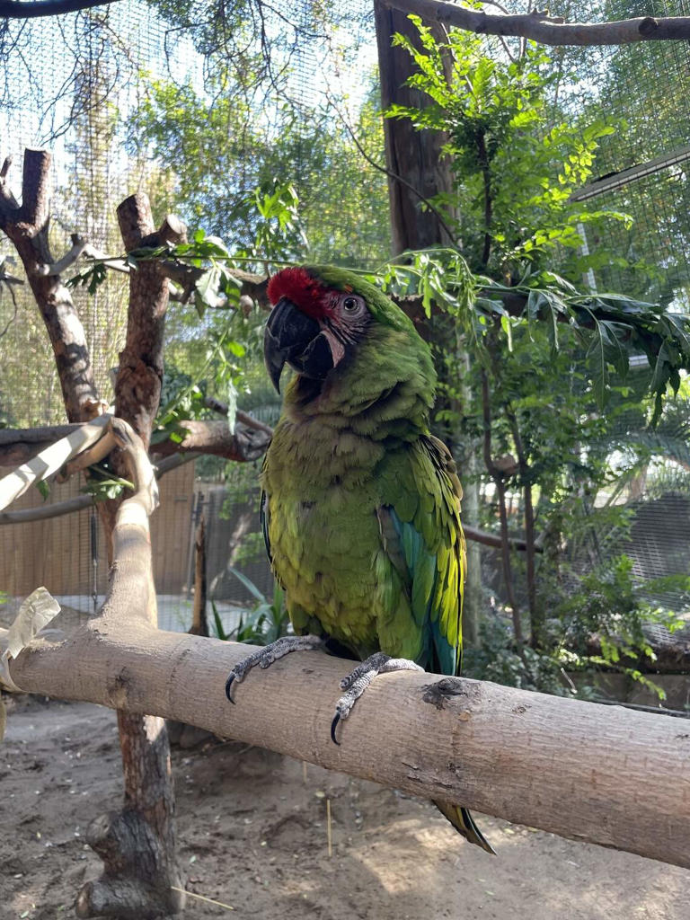 Fresno zoo asks people to be on lookout for missing parrot that flew ...