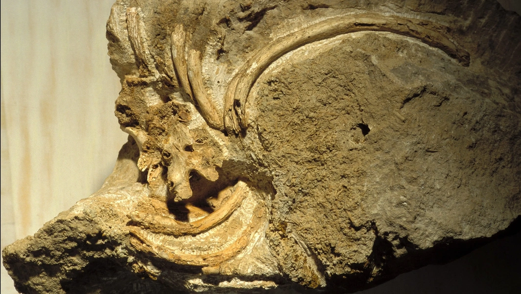 Neanderthal infancy and early growth patterns