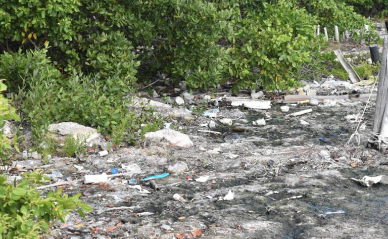 Sélvame y Greenpeace denuncian construcción ilegal de carretera sobre ...