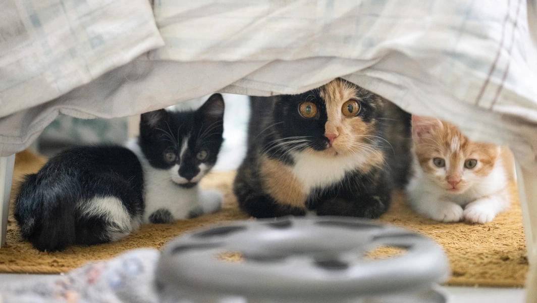 Why mother cats relocate their kittens