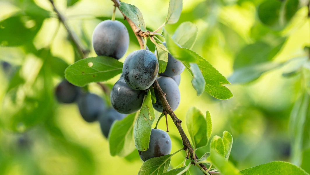 9 compact plum trees perfect for pots