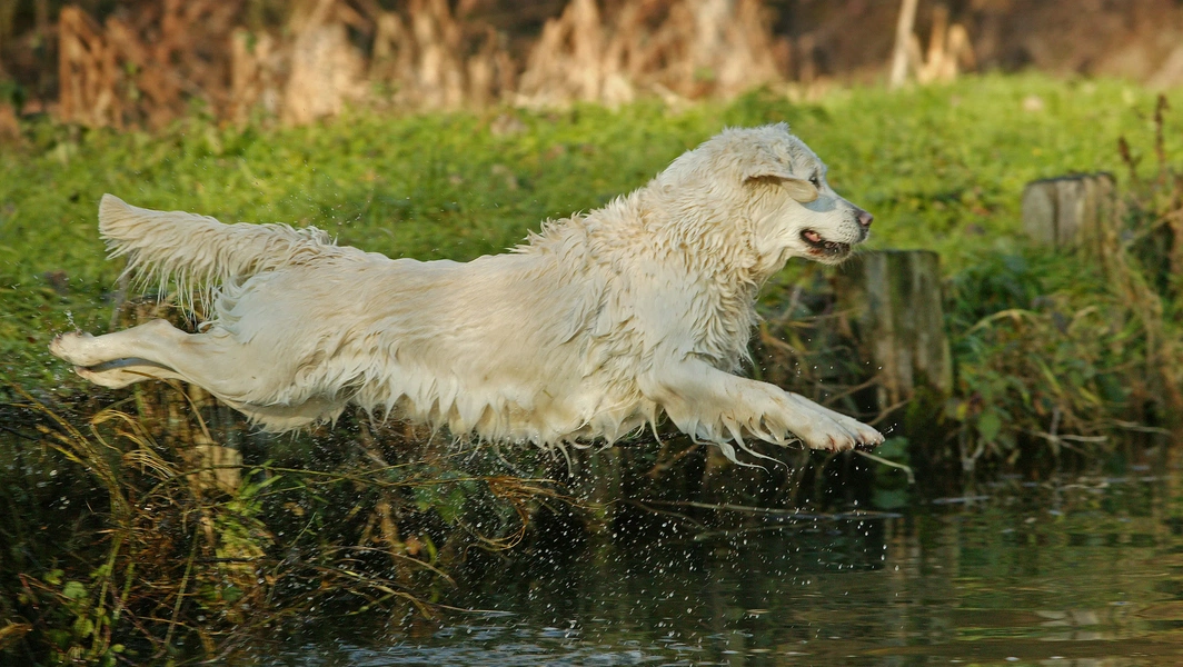 4 golden retriever water adventures