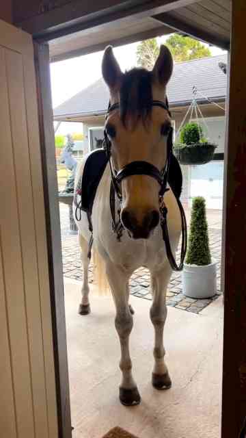 Progress takes time and patience in horse training journey
