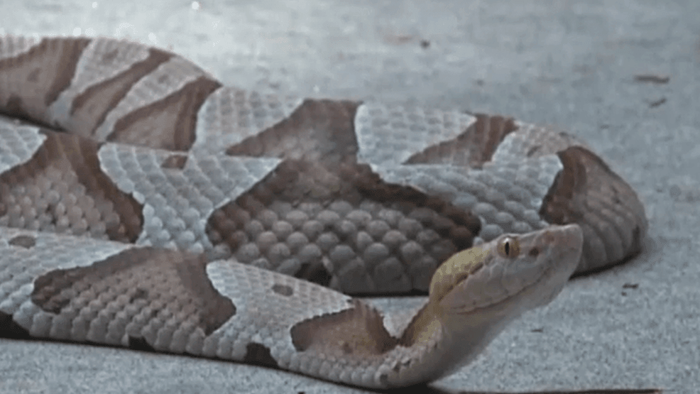 Snakes, lizards and more: Reptile Expo slithers into Greenville this July