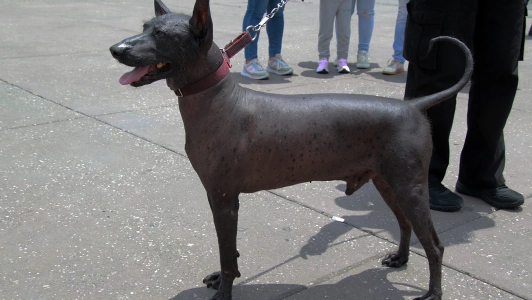 15 unique and notable dog breeds