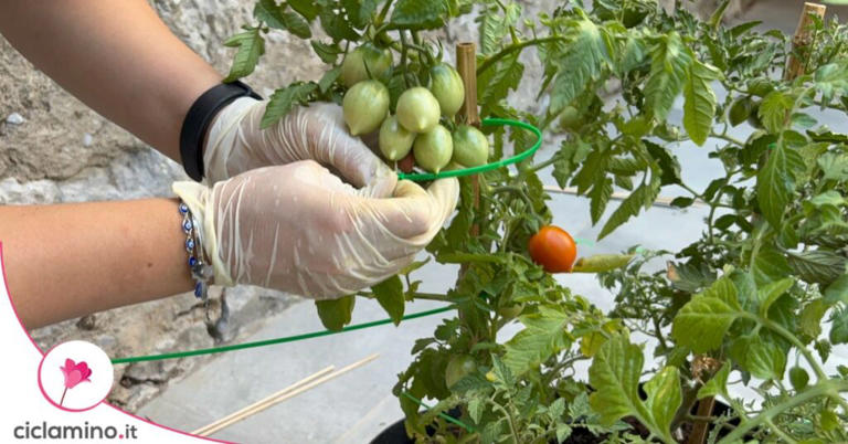 Come sostenere i pomodori con le canne di bambù quando le piante sono ...