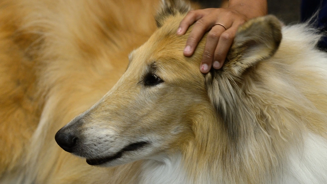 15 common habits that can stress your dog