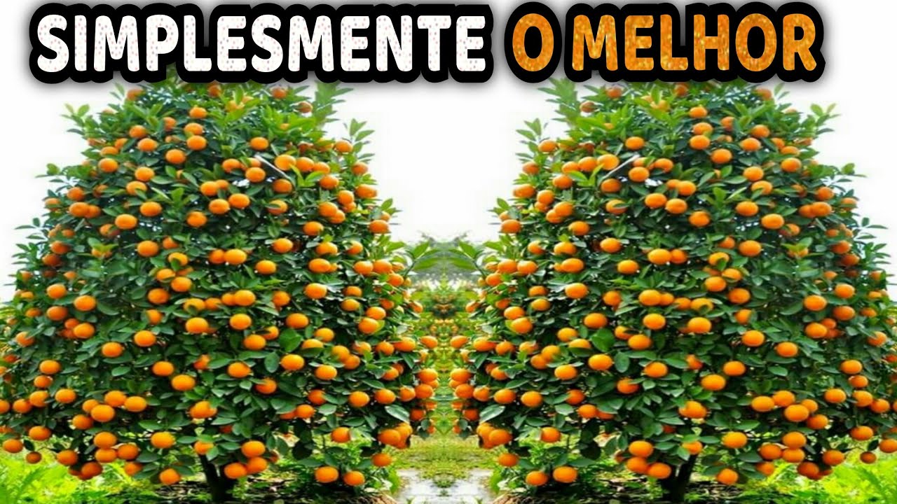 Só 1 copinho pode ajudar sua planta a crescer mais forte
