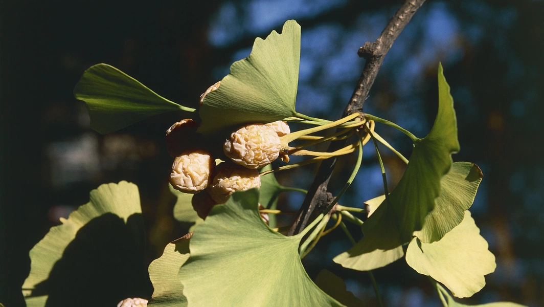 12 trees with notable scents, good and bad