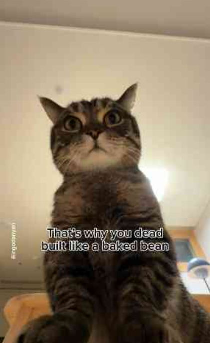 My cat’s journey to looking taller and more confident