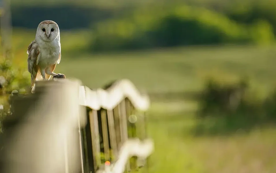 How to make your yard owl friendly