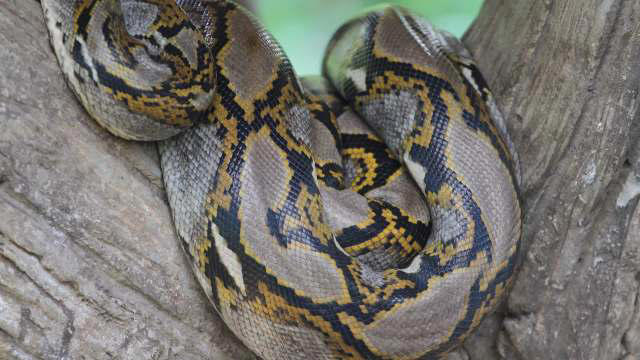 Florida's giant pythons are not just eating wildlife, they are ...