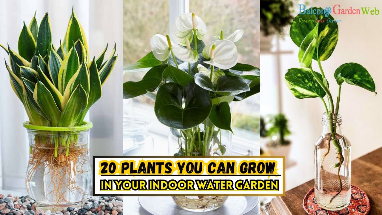 Grow these 20 plants in your indoor water garden easily