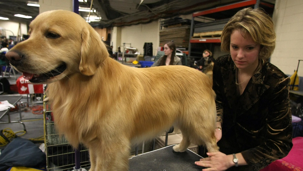 Comprehensive golden retriever grooming guide