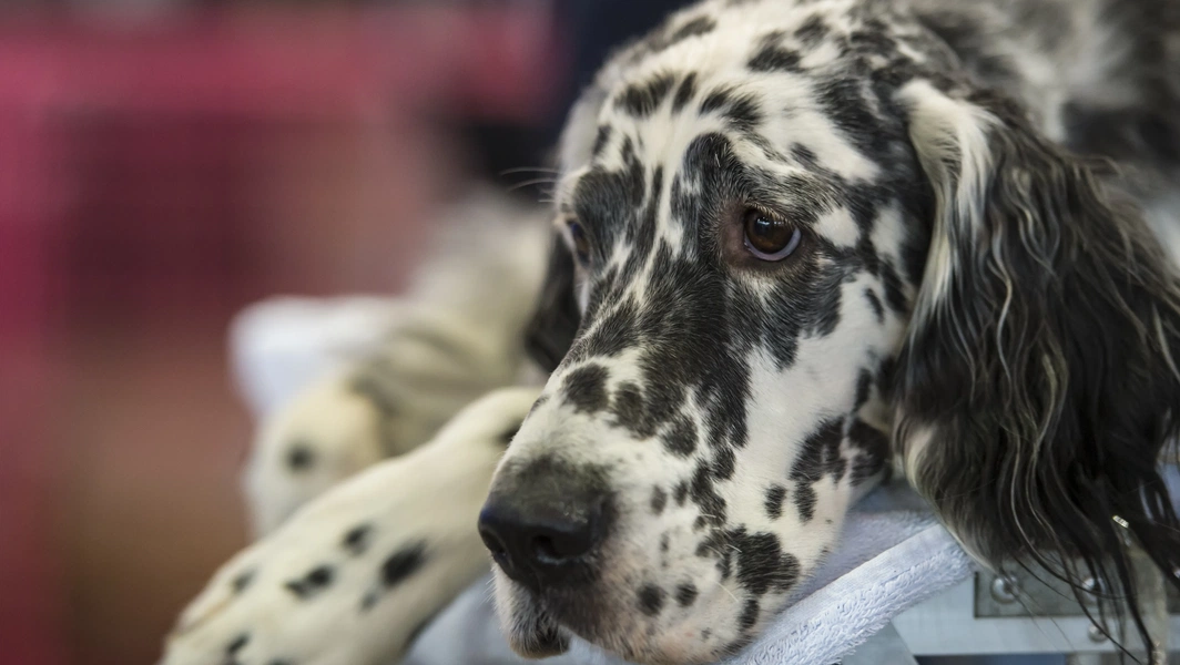 9 creative names for black-and-white dogs