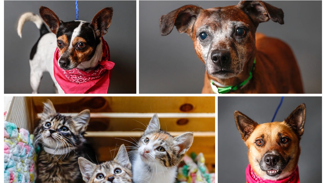 Warrick Humane Society's community engagement efforts
