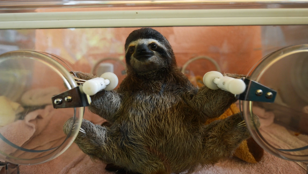 Sloth deaths trigger Florida wildlife reforms