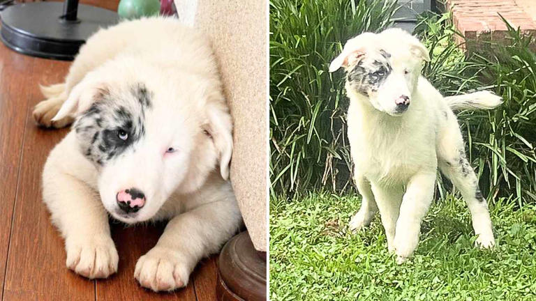 Meet Pebbles: The 16-week-old fluffy puppy looking for loving & patient ...