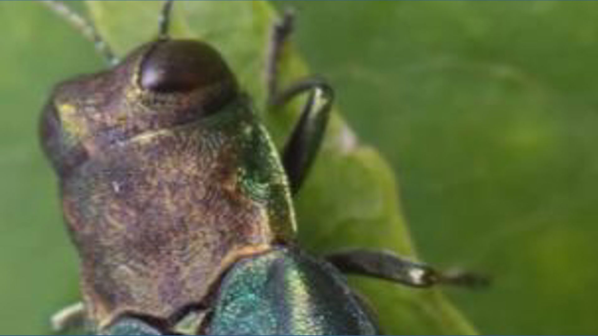 Tree-killing pest, the emerald ash borer, appears in 3 new Oregon ...