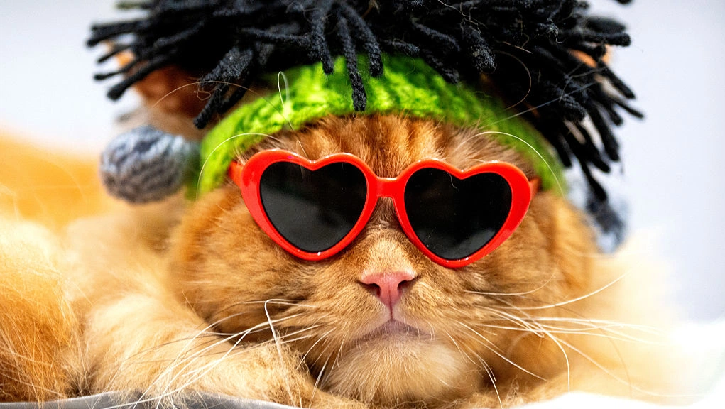 5 iconic cat memes and viral feline moments