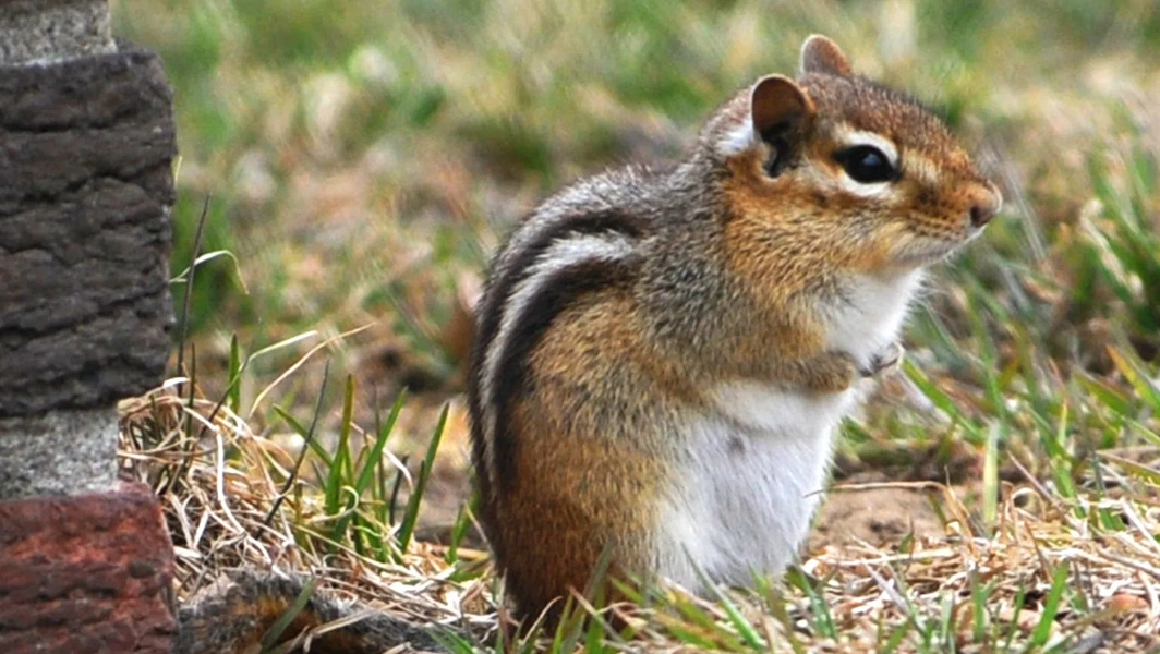 City chipmunks and how to live with them