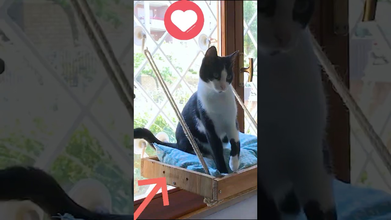 How to make a window perch for your cat #perch