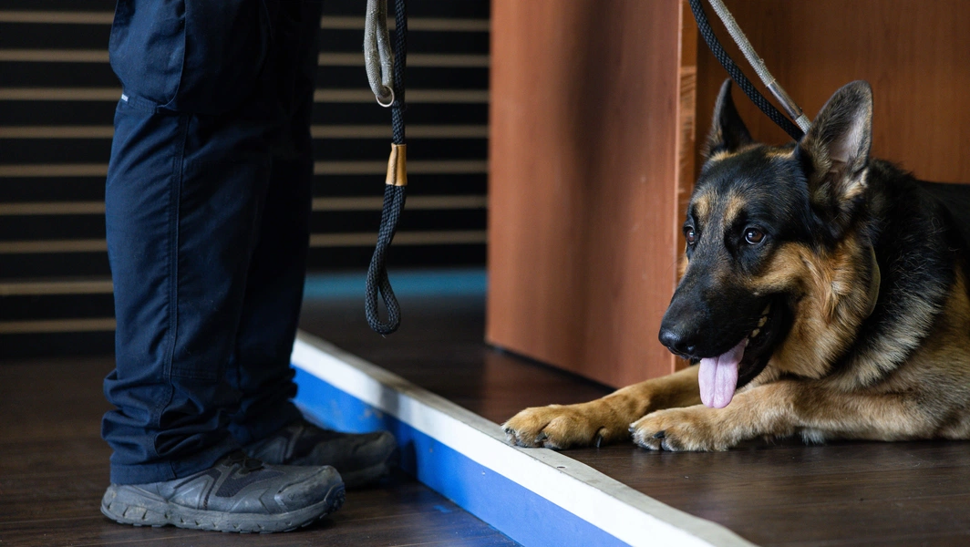 12 guard dog breeds for protection and companionship