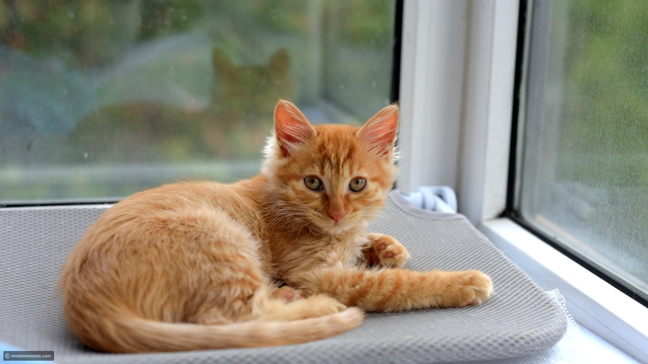 Orange cats have a secret most people never notice