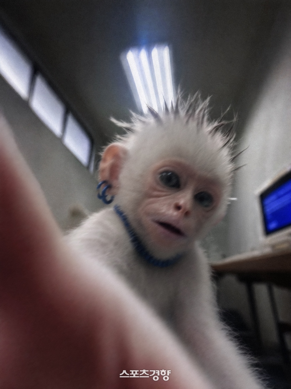 The hacker was a baby monkey... Daily:Direction teases something suspicious