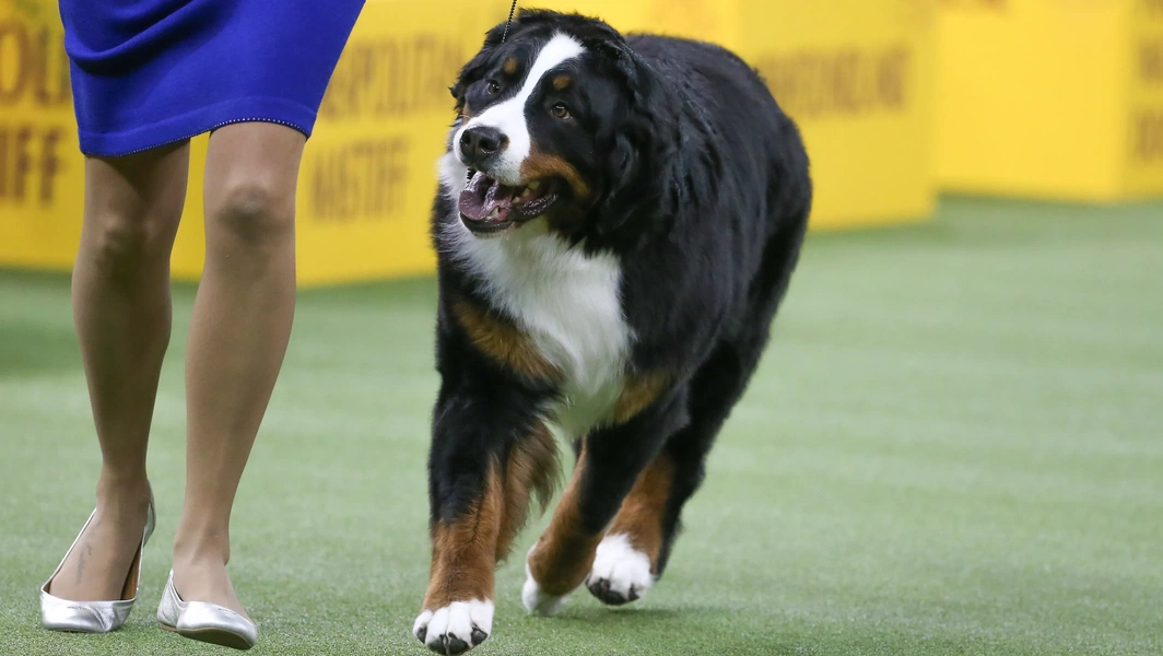 19 affectionate dog breeds loved by families